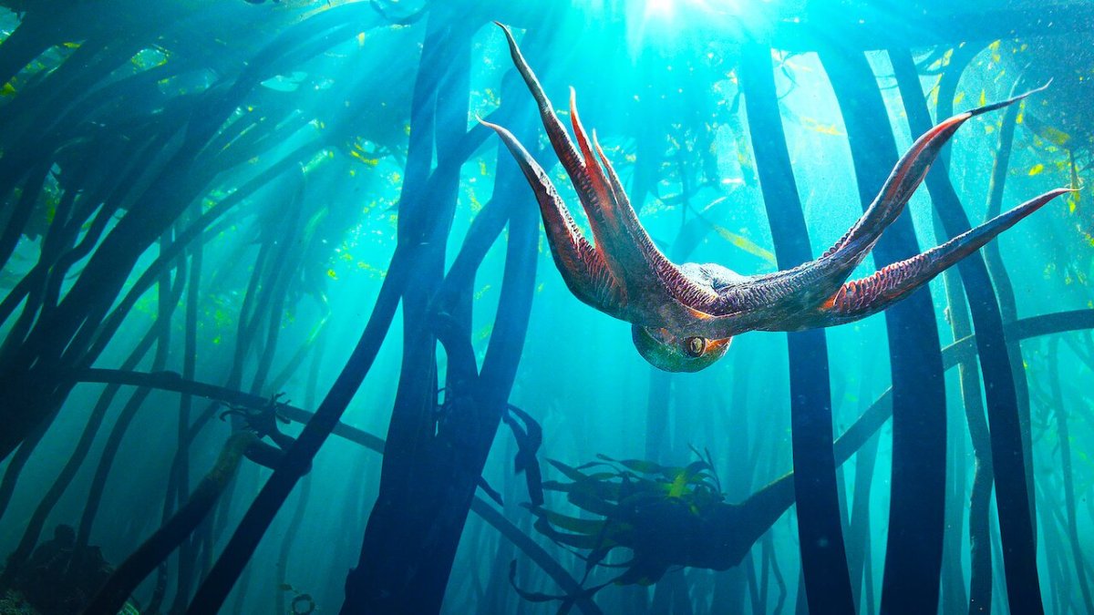 Film Review – My Octopus Teacher (2020) | Jordan and Eddie (The Movie Guys)
