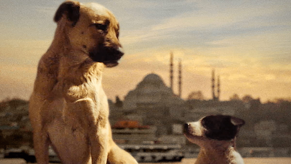 Film Review – Stray (2020) | Jordan and Eddie (The Movie Guys)